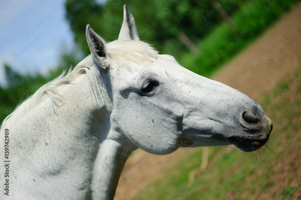 Head of arabian horse Stock Photo | Adobe Stock