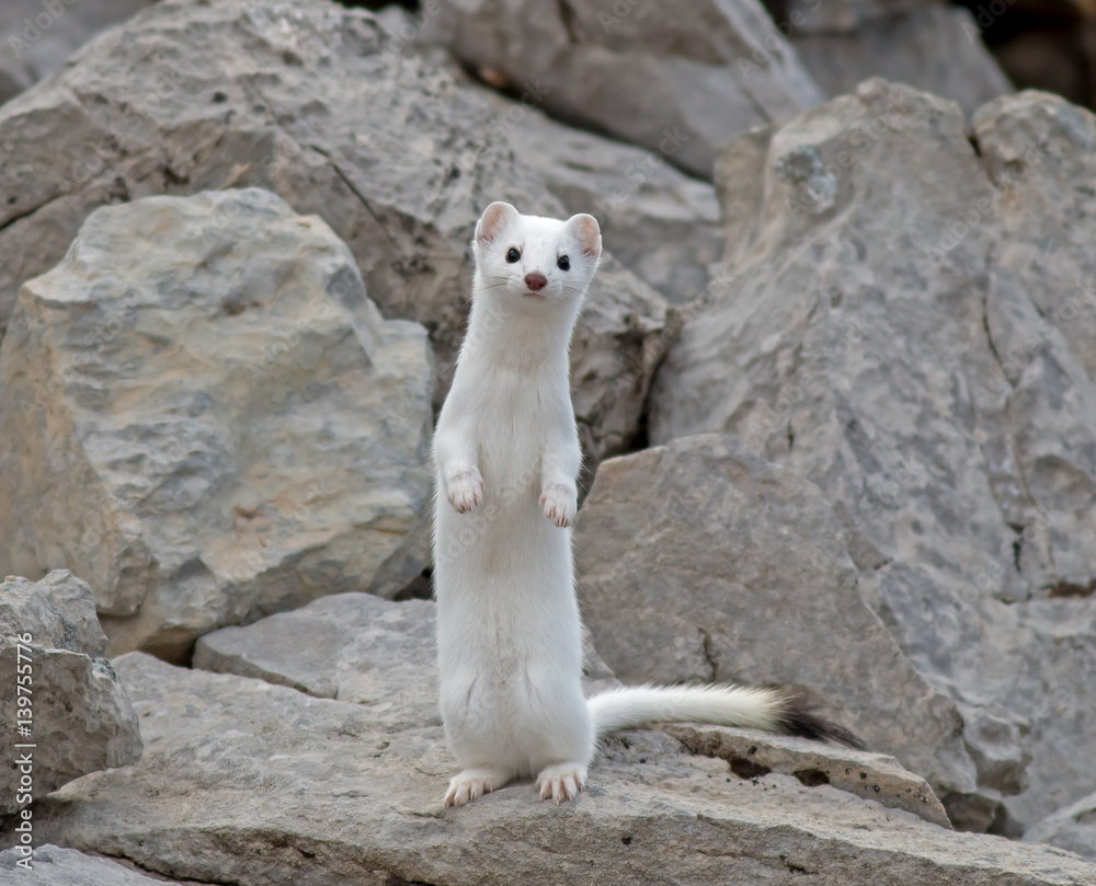 Short-tailed Weasel Stock Photo | Adobe Stock
