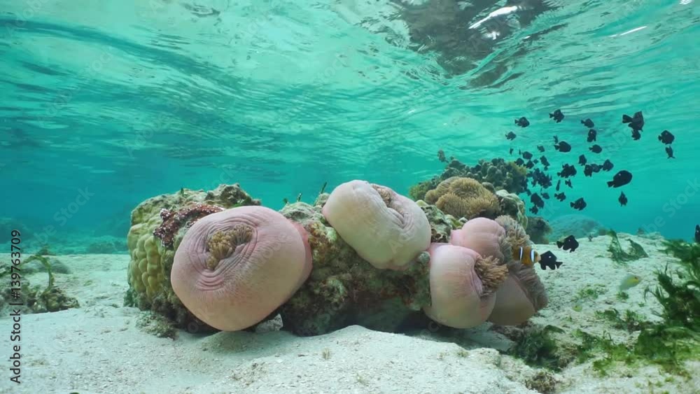 Underwater marine life Magnificent sea anemones Heteractis magnifica in ...