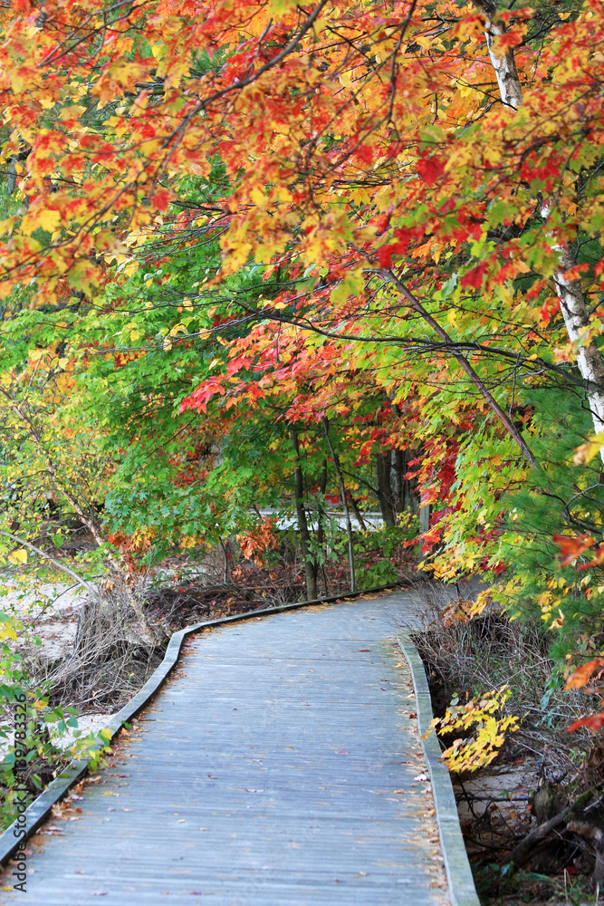 Foto Stock Colors of autumn background. Colors of the fall at Midwest ...