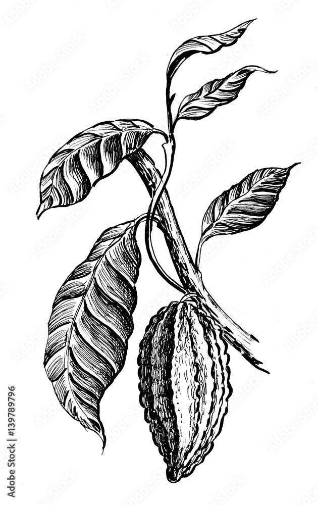 Cacao plant drawing Stock Illustration | Adobe Stock