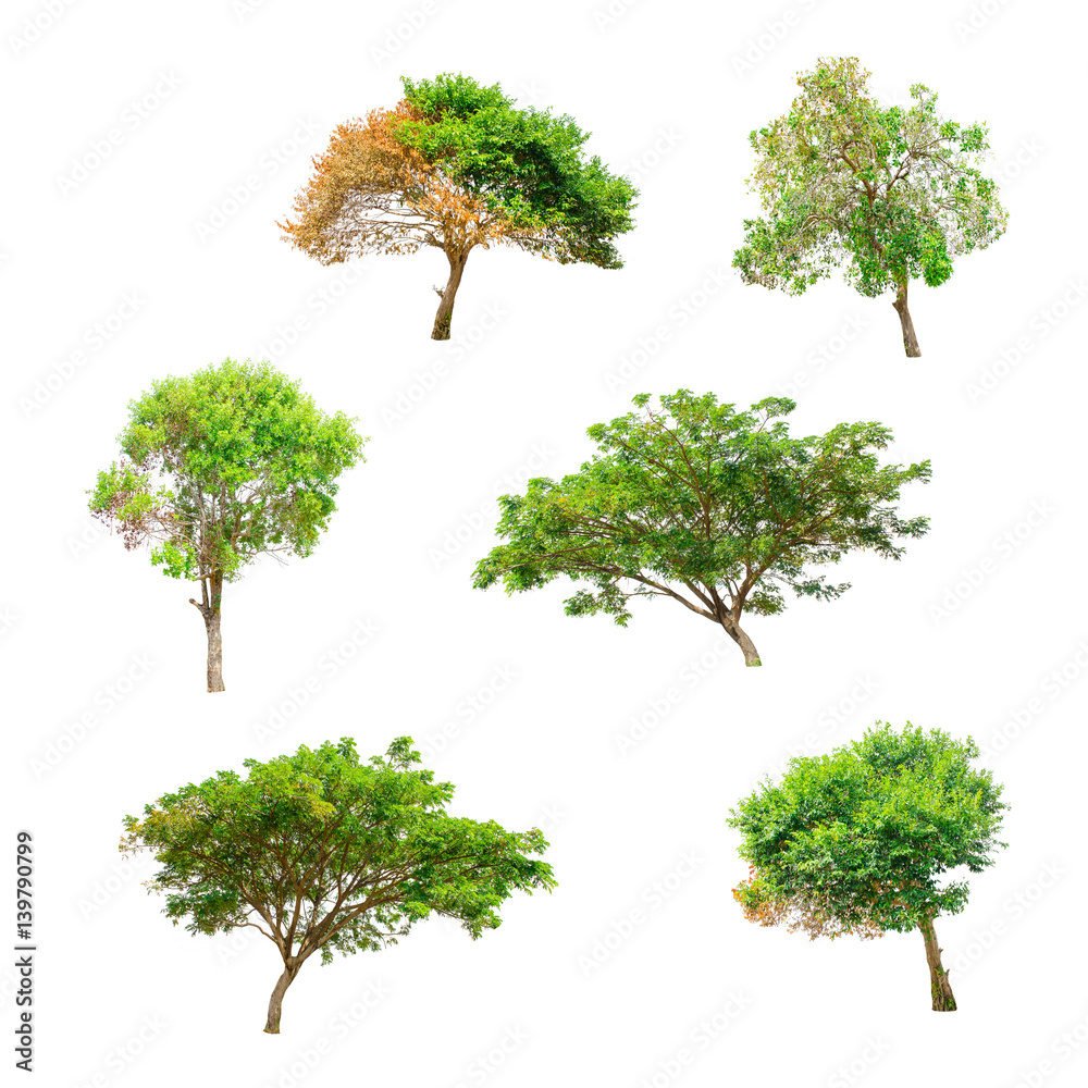 Isolated Trees on white background , The collection of trees. Stock ...