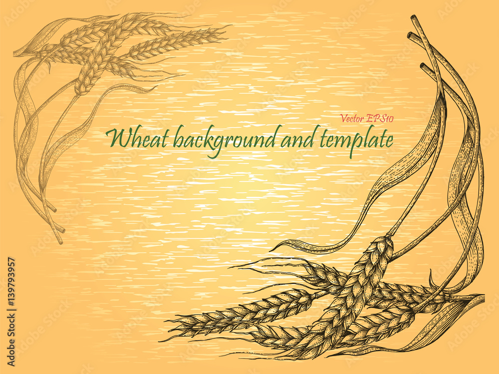 Wheat background and template vintage style Stock Vector | Adobe Stock