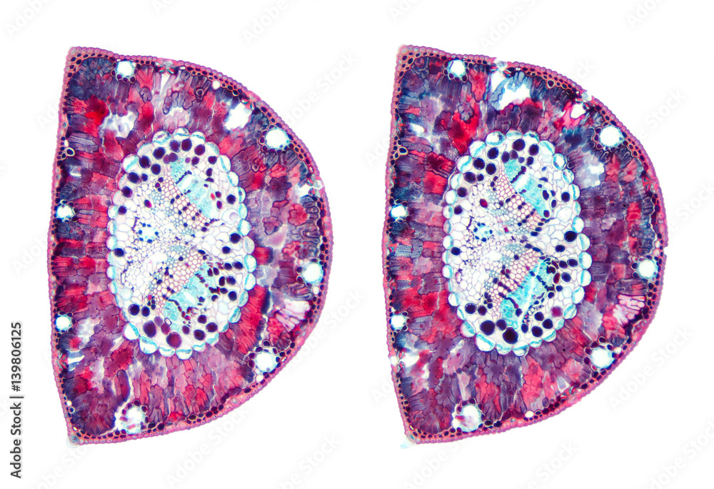 Pine needles cross section under light microscope. Microsection of two ...