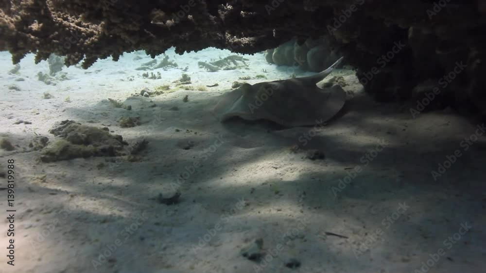 Spotted stingray in coral deep underwater in Red sea. World of colorful ...