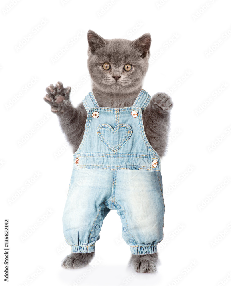 Fat cat in jeans overalls. isolated on white background Stock Photo ...