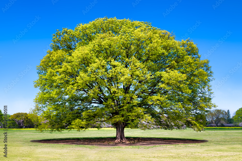 Großer Baum auf einer Wiese Stock Photo | Adobe Stock