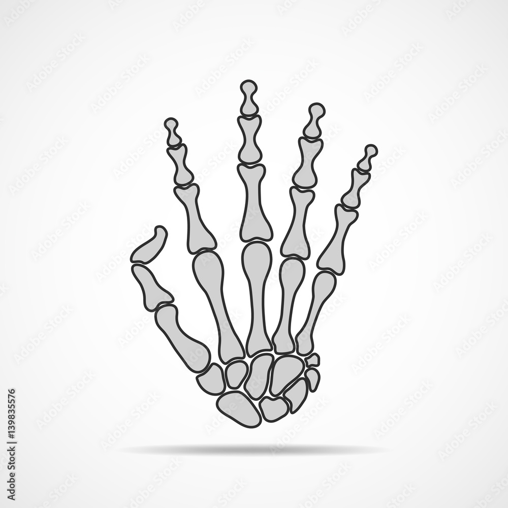 Hand bone skeleton. Vector illustration Stock Vector | Adobe Stock