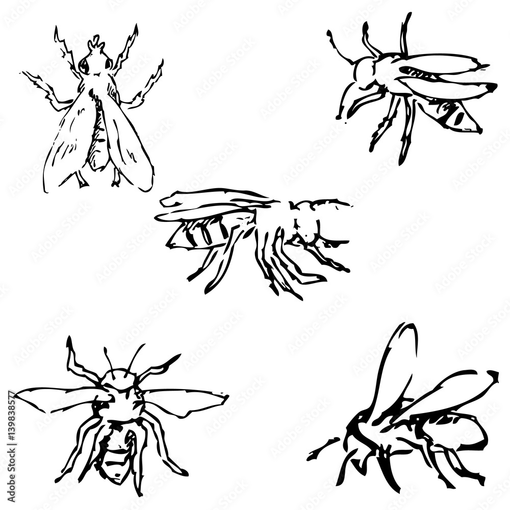 Flies. Sketch by hand. Pencil drawing. Vector image Stock Vector ...