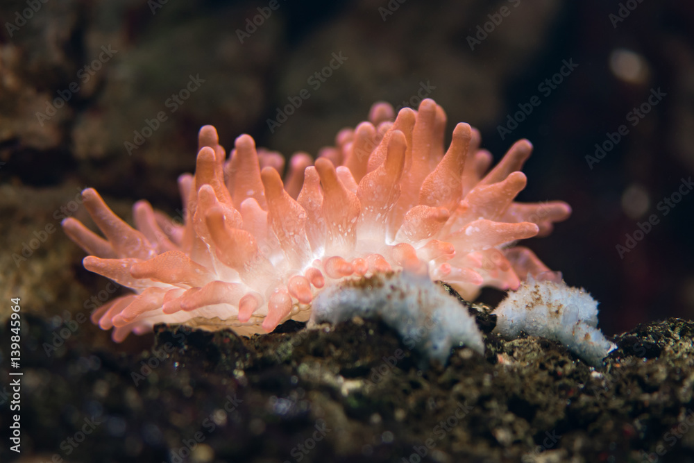Bubble-tip anemone (Entacmaea quadricolor). Bright pink sea anemone in ...