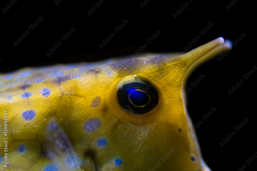 Longhorn cowfish (Lactoria cornuta) head and horns. Detail of Indo ...