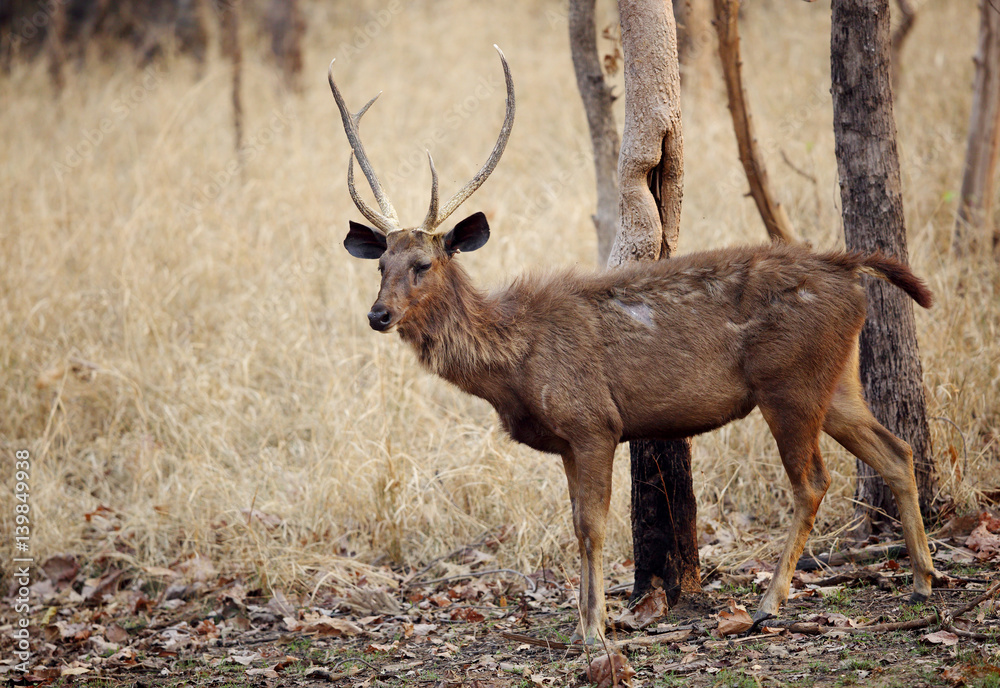 The sambar Stock Photo | Adobe Stock