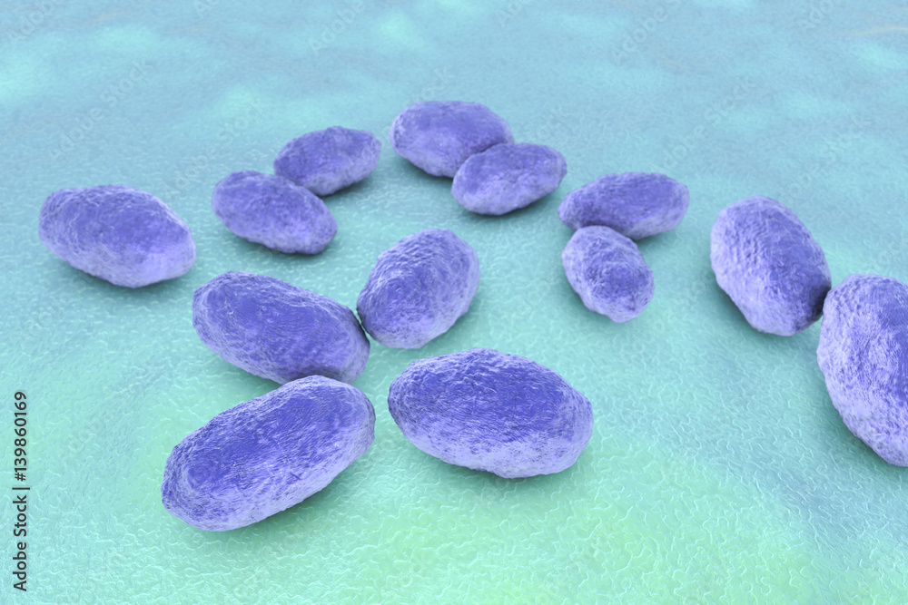 Haemophilus influenzae bacteria, 3D illustration. Gram-negative ...