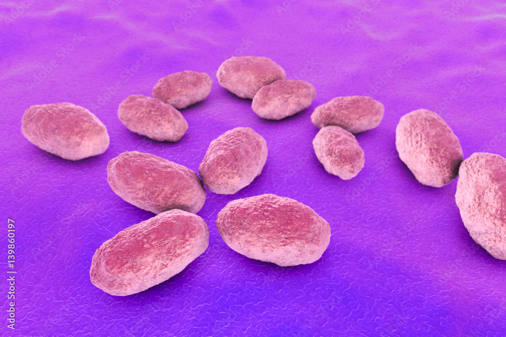 Haemophilus influenzae bacteria, 3D illustration. Gram-negative ...