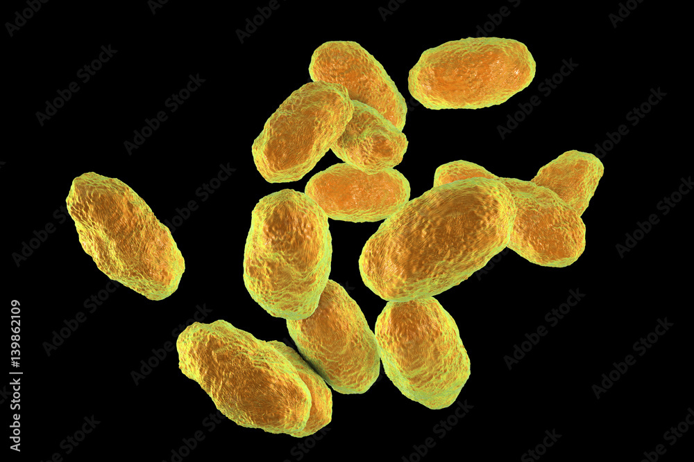 Haemophilus influenzae bacteria isolated on black background, 3D ...