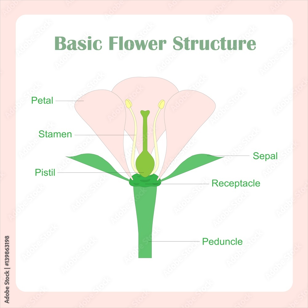 Scheme of basic flower structure. Learning biology stock vector ...