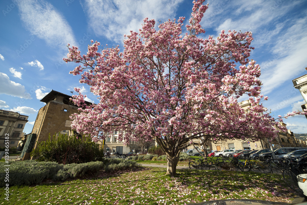 Immagini Di Alberi Di Magnolia