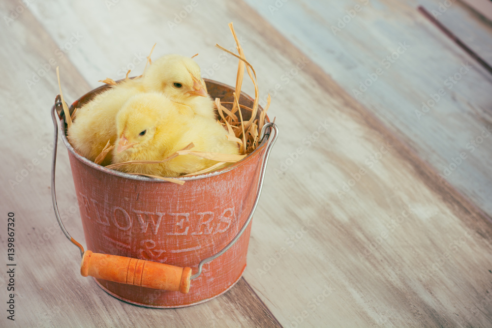 Little cute baby chicks in a bucket, yellow newborn baby chicks, Card ...