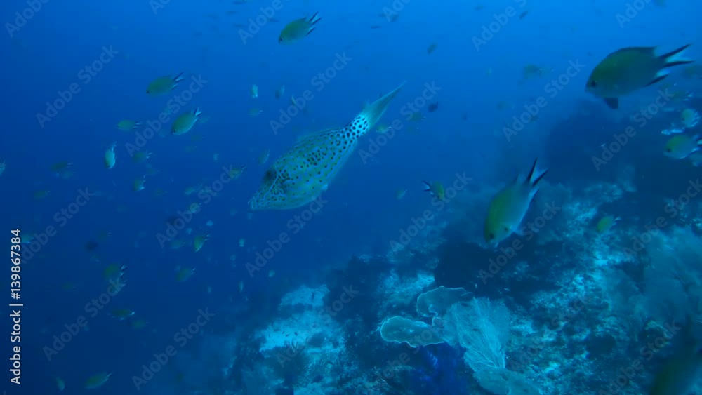 scrawled filefish, broomtail filefish or scribbled leatherjacket ...