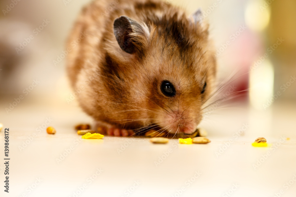 Hamsters Eating Corn