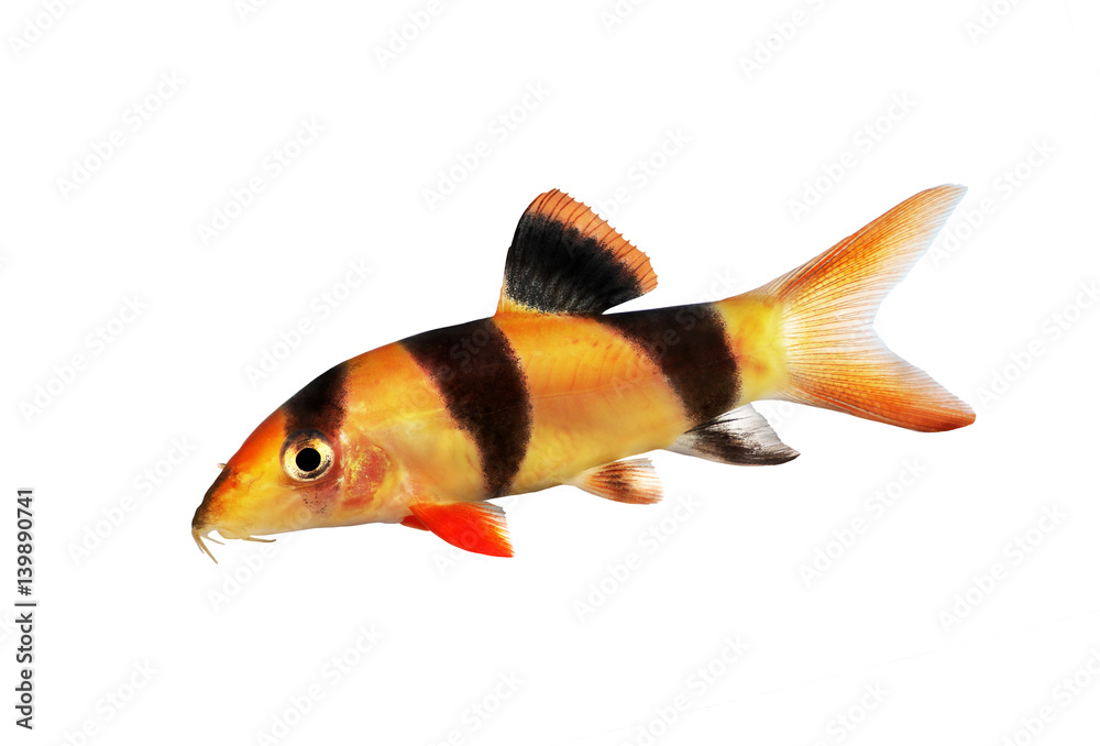 Clown loach tiger botia catfish Botia macracanthus aquarium fish Stock ...