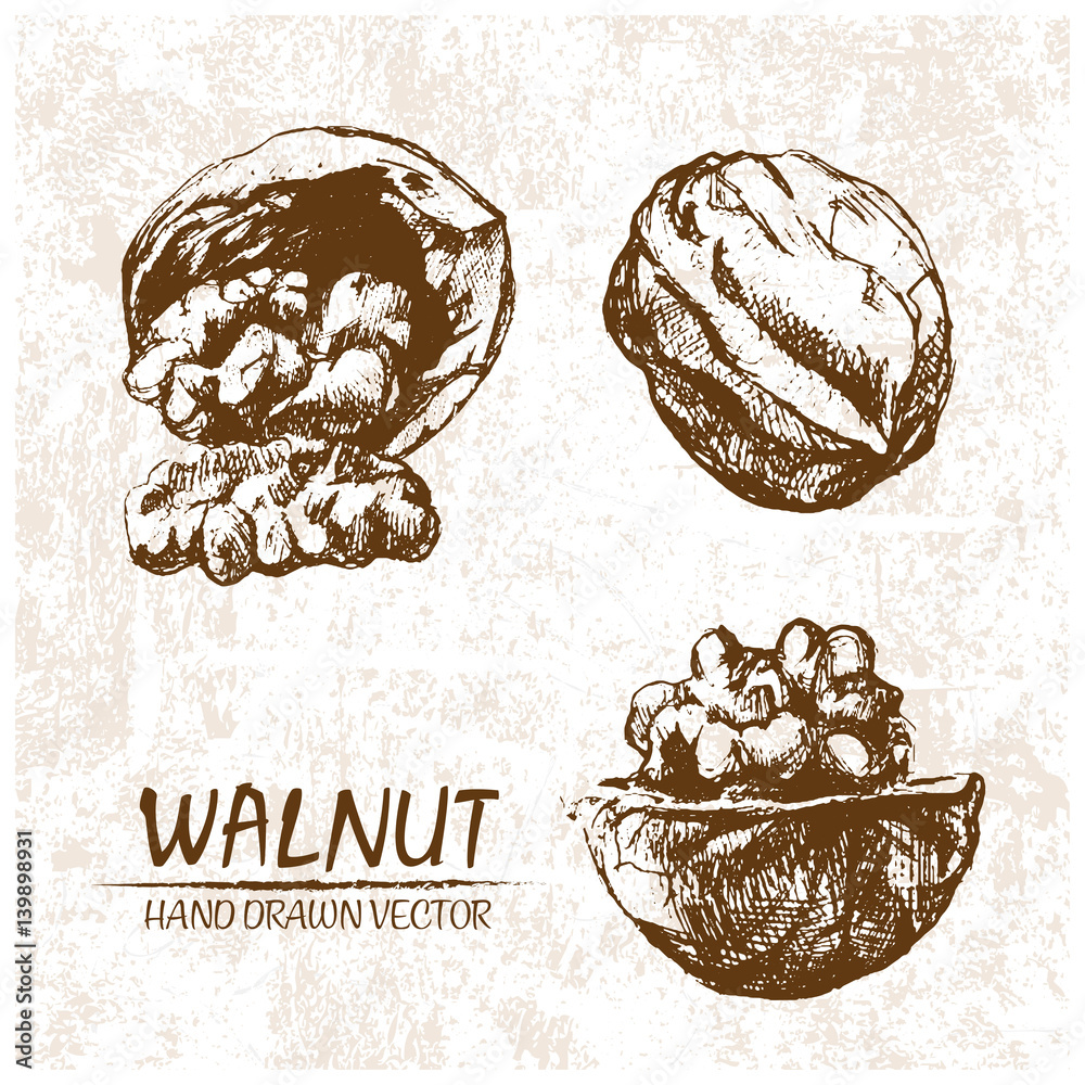 Digital vector detailed walnut hand drawn retro illustration collection ...