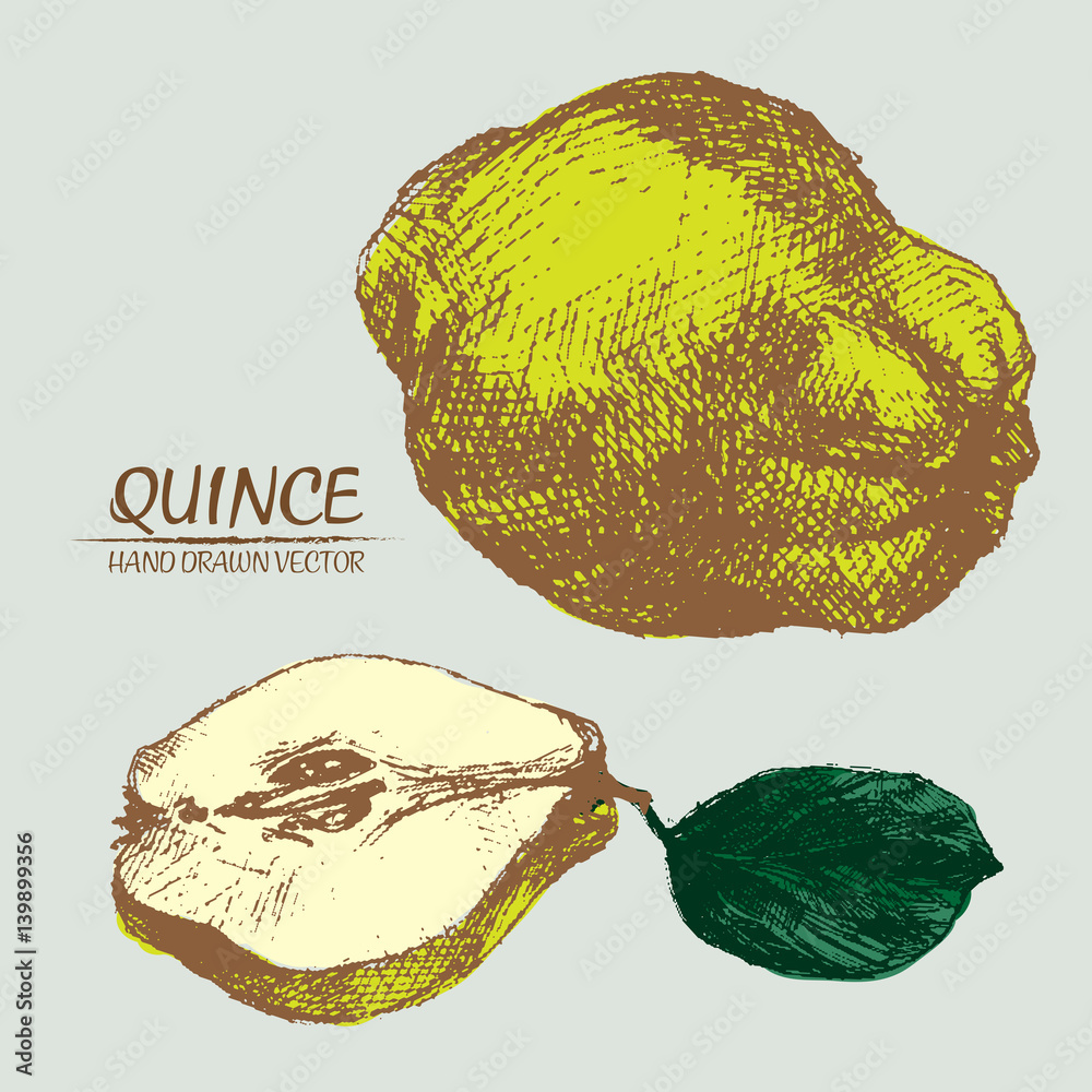 Digital vector detailed color quince hand drawn retro illustration ...