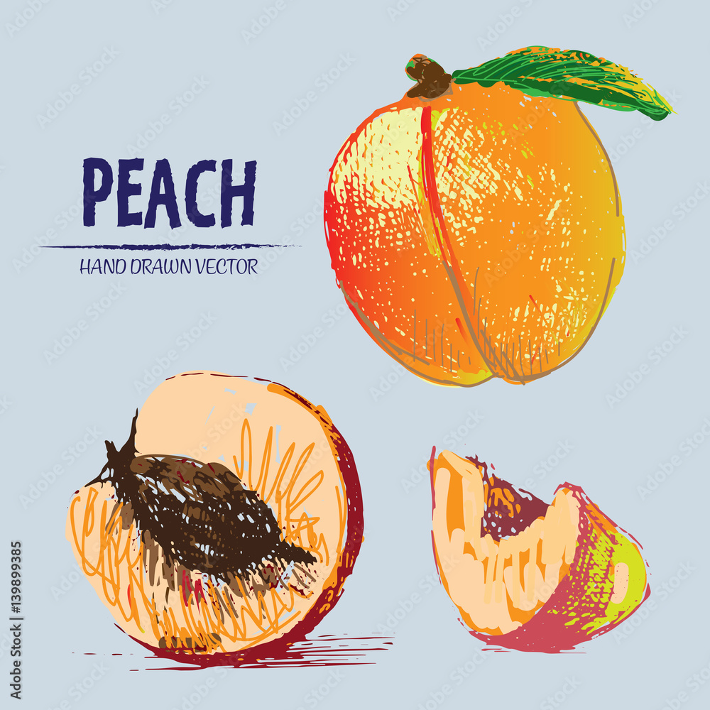 Digital vector detailed color peach hand drawn retro illustration ...
