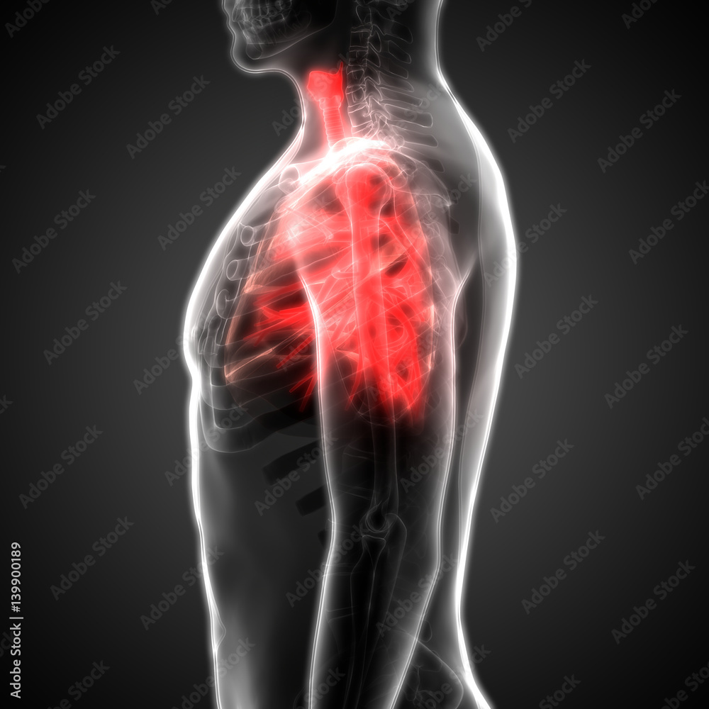 Human Body Organs (Lungs Anatomy) Lateral view Stock Illustration ...