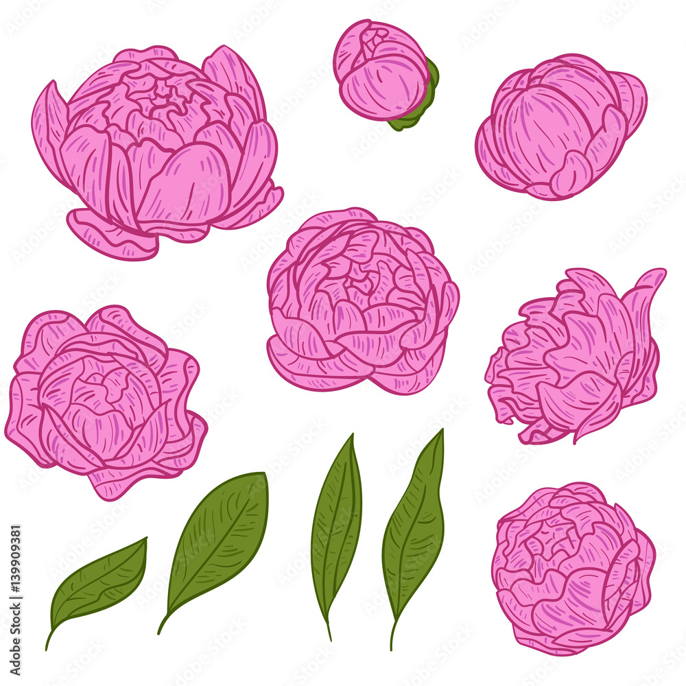 Hand drawn set of blooming peonies. Flower isolated on white background ...