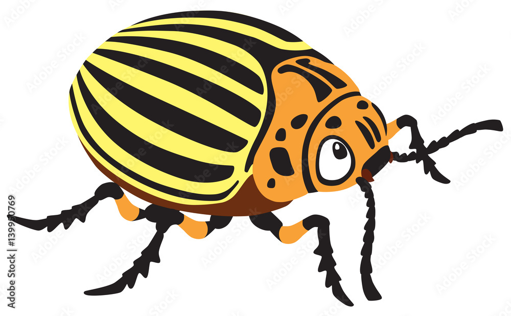 cartoon colorado potato beetle isolated vector illustration Stock ...