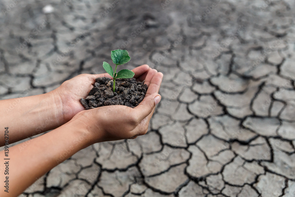 Hand holding and protect little green plant in soil over dry and crack ...
