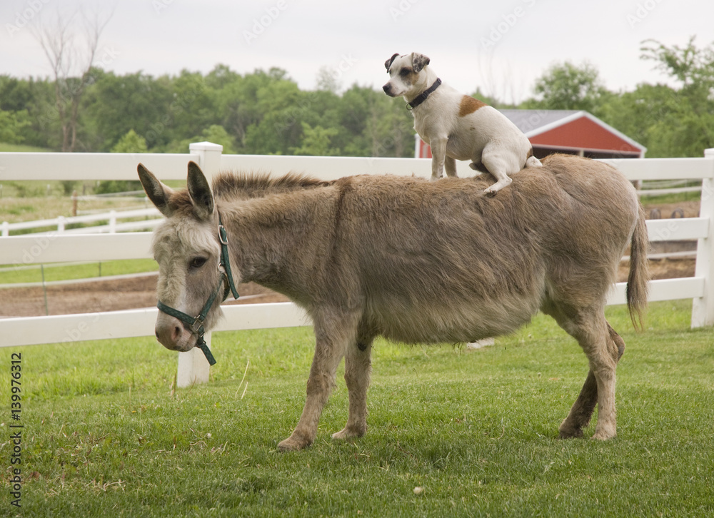 Jack Russel Terrier riding back of Miniature donkey Stock Photo | Adobe ...