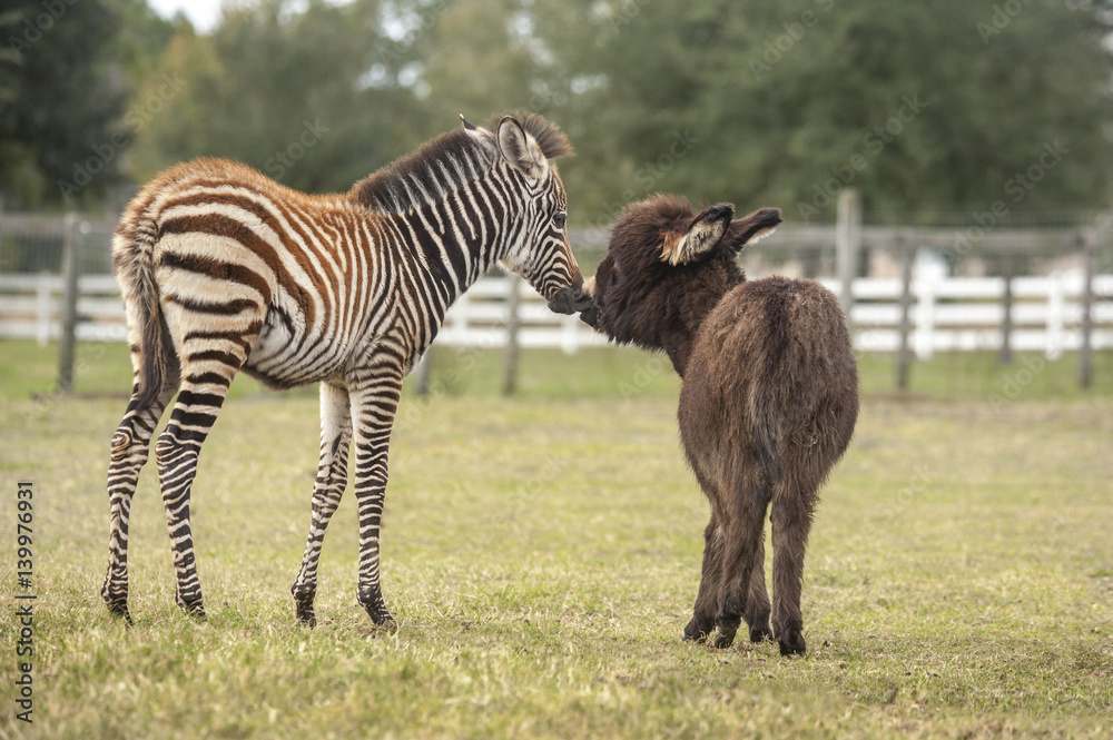 Miniature Zebra