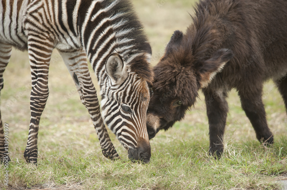 Miniature Zebra