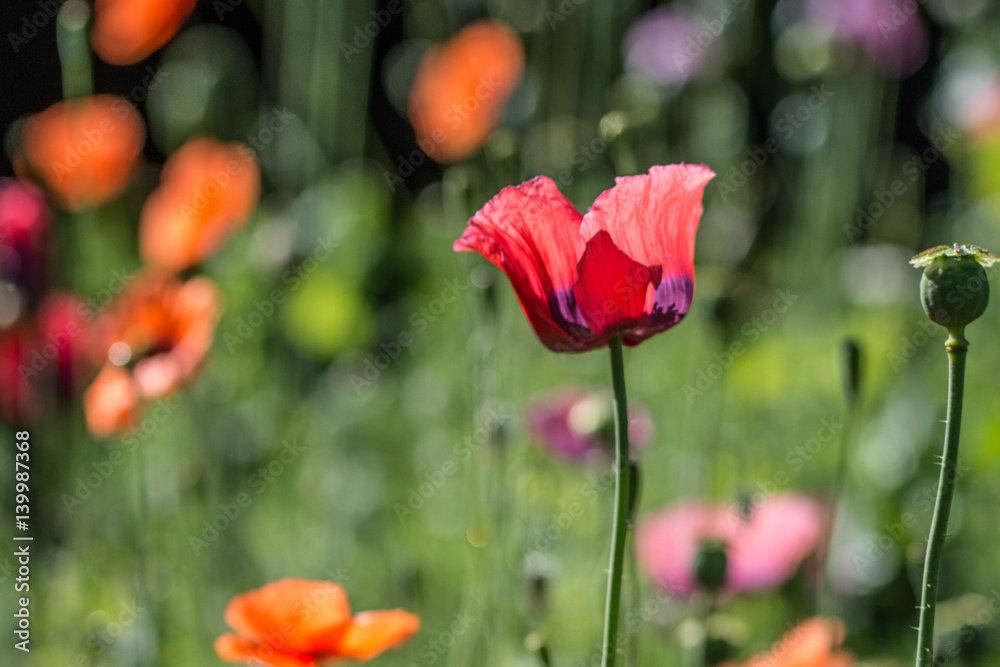 Mohn Stock Photo | Adobe Stock