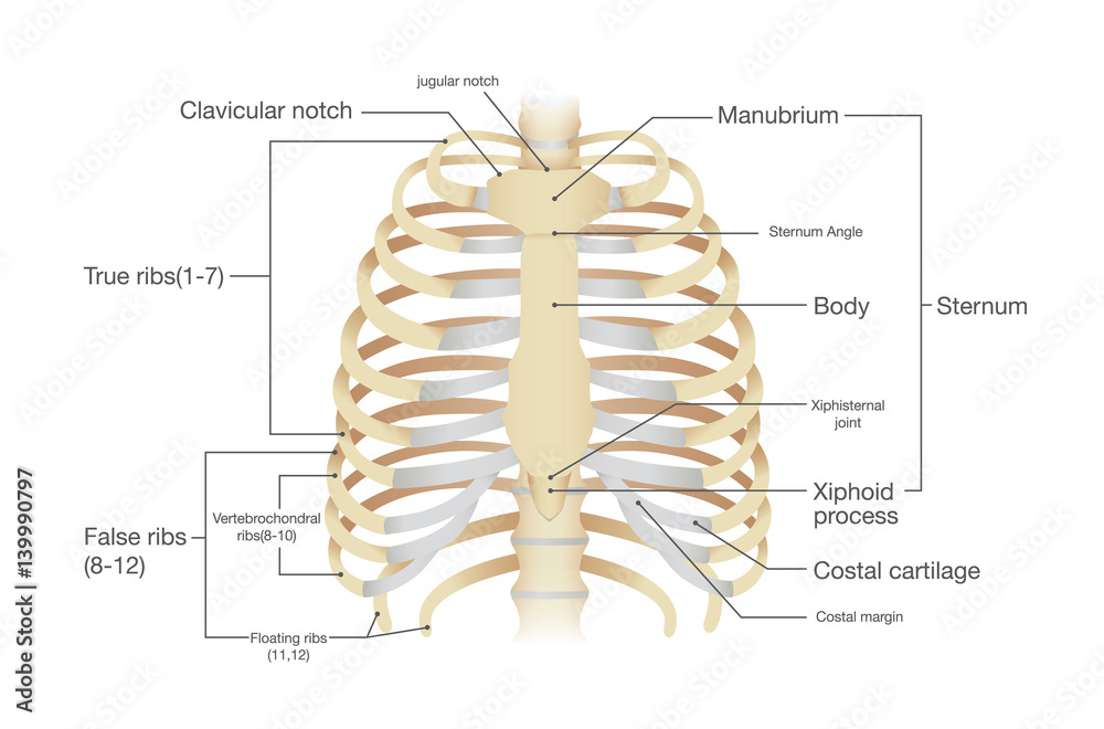 Anatomy of human rib. Illustration from vector about science and ...