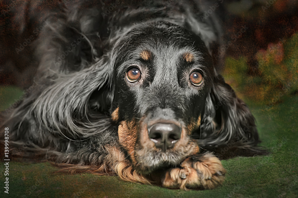 Black Irish Setter