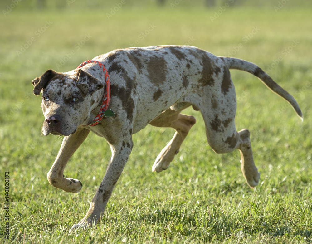 Red American Leopard Hound
