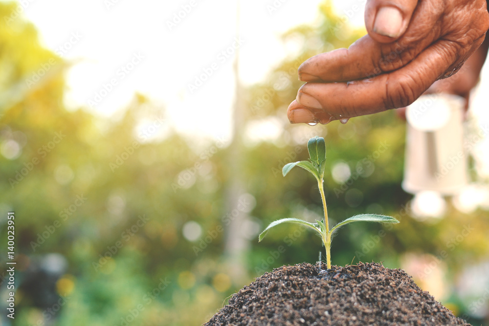 Old hand watering a tree on soil selective and soft focus a colour of ...