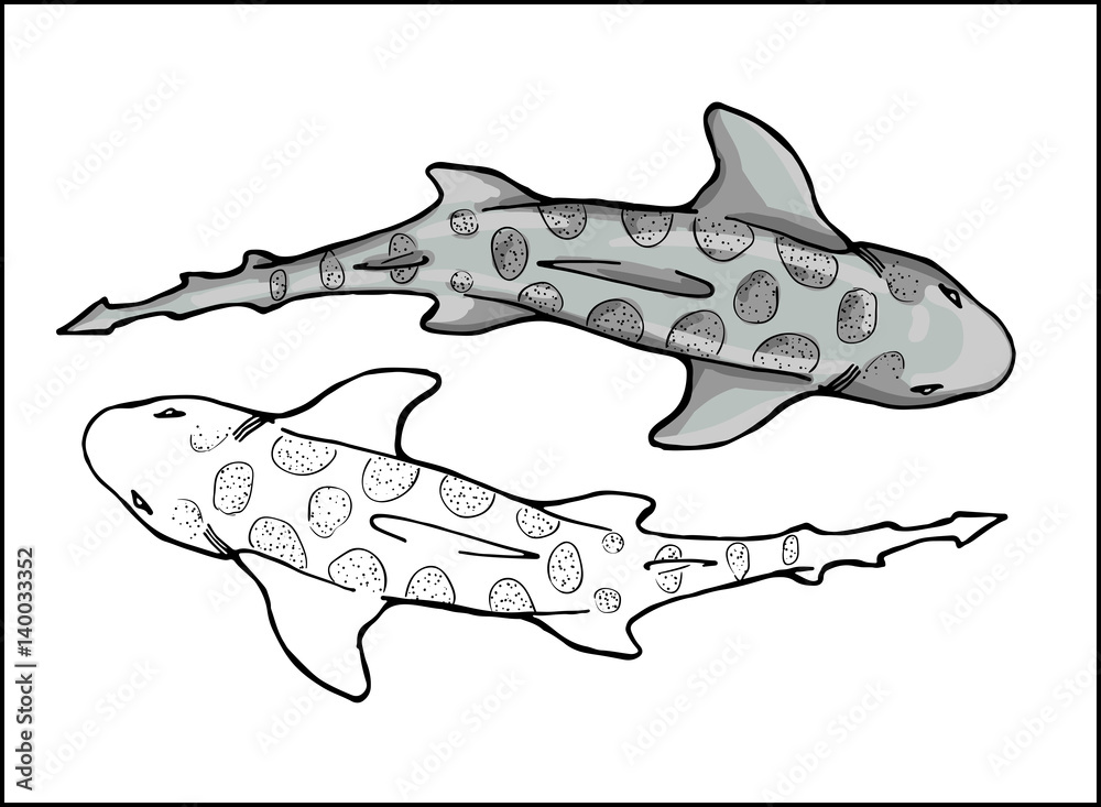 Leopard Shark Drawing
