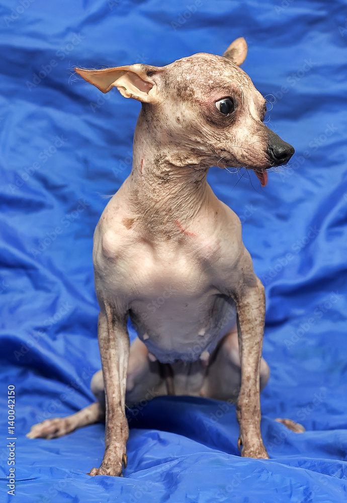Foto de Toothless and hairless Chinese crested dog with his tongue ...