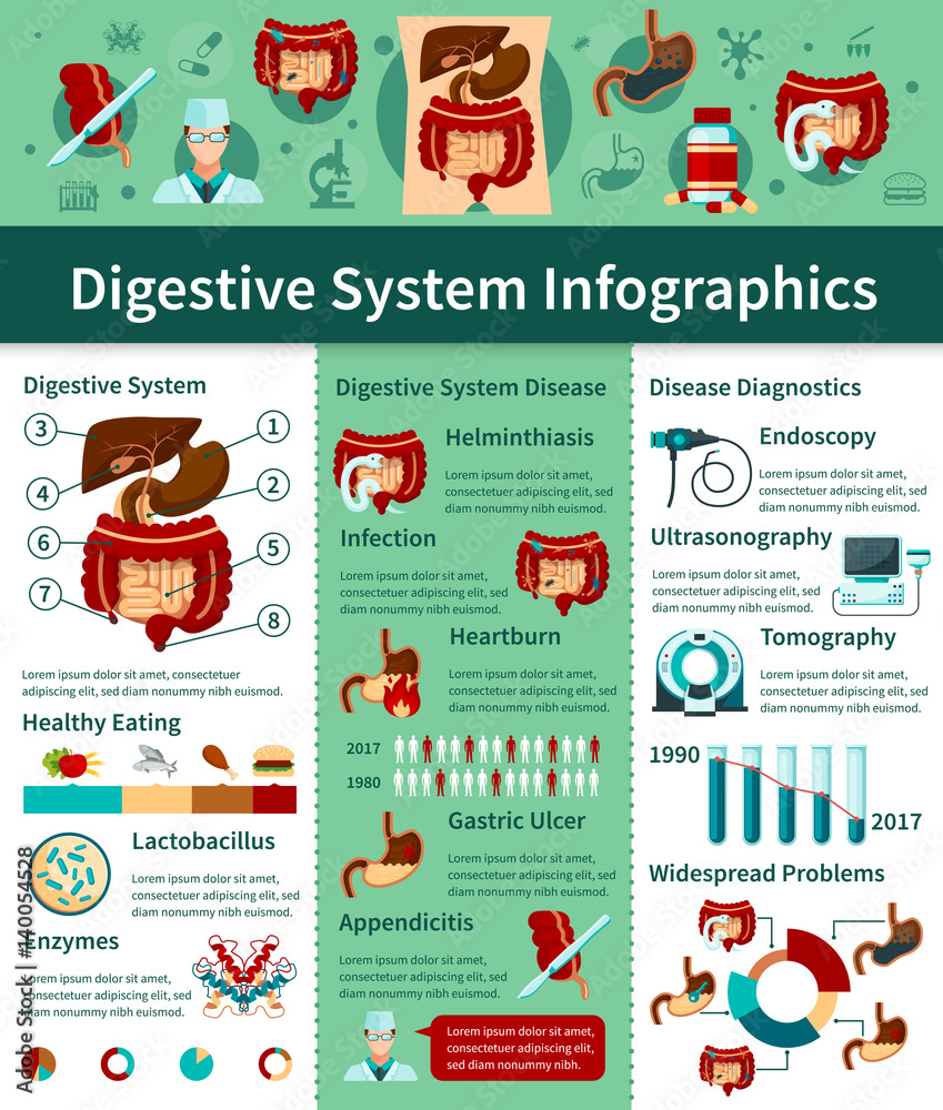 Digestive System Flat Infographics Stock Vector | Adobe Stock Digestive System Flat Infographics Stock Vector | Adobe Stock