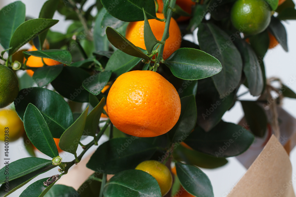 Decorative mandarin tree. Cowano, salamondin, margarita, Nagami ...