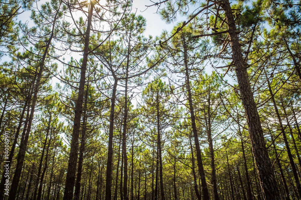 Many pinewood Trees Stock Photo | Adobe Stock