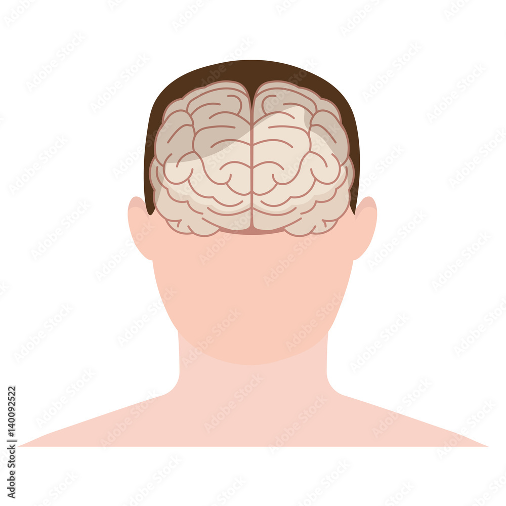 Brain Outline Front View