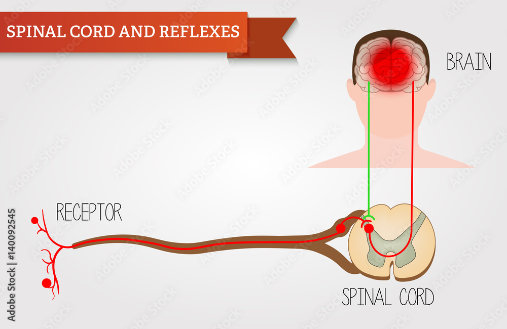 Brain And Spinal Cord Reflexes
