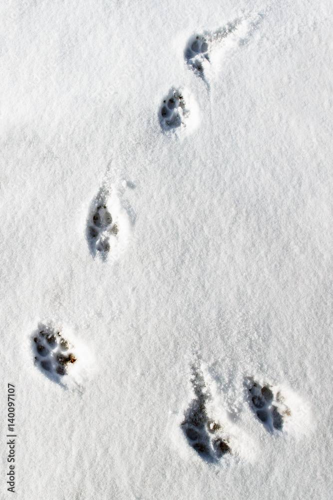 Wolf Tracks In Snow