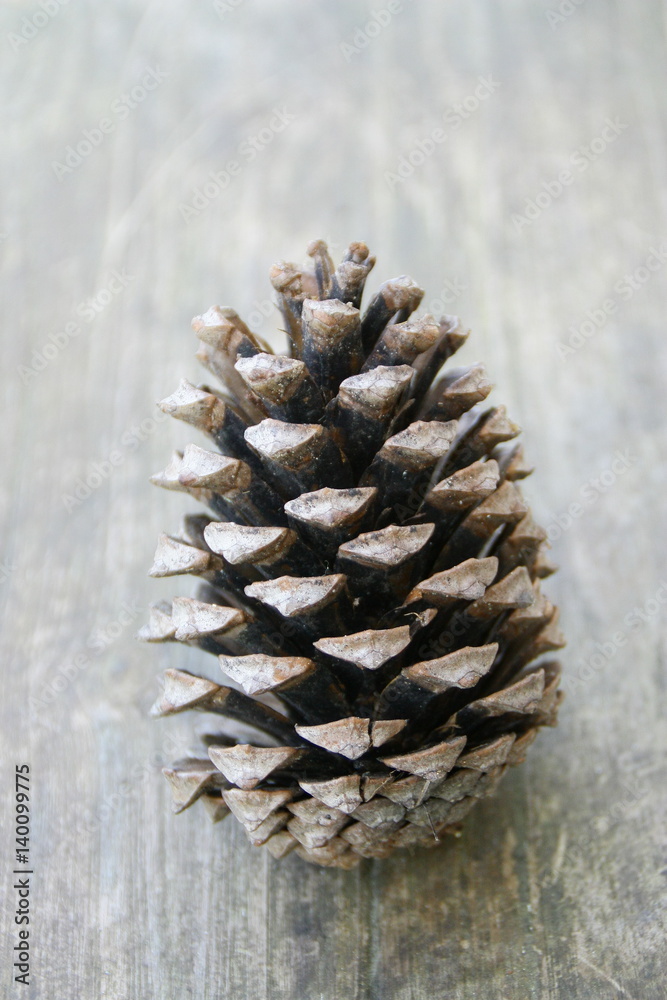 pomme de pin,isolé,sur fond bois Photos | Adobe Stock