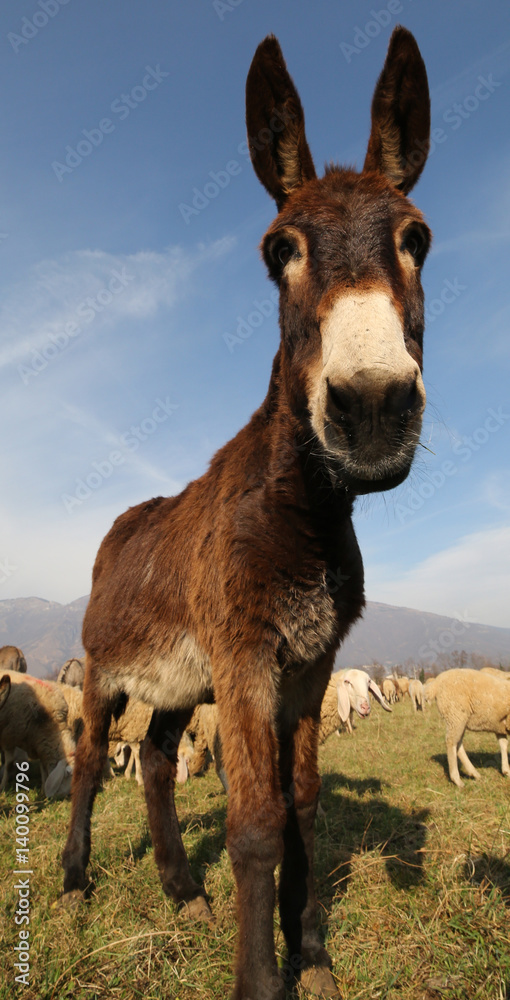 donkey with long muzzle photographed with a fisheye lens Stock Photo ...